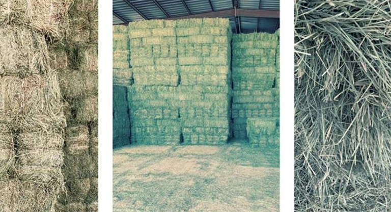 Which Cutting of Hay Is Best for Horses? — Conway Feed & Supply