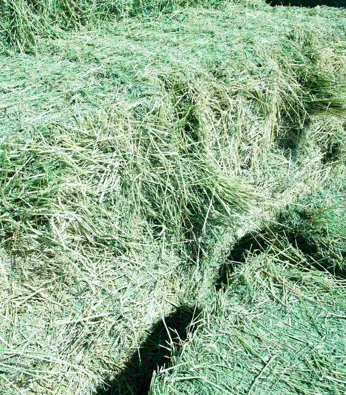 Hay For Sale Near Me in Arizona — Conway Feed & Supply