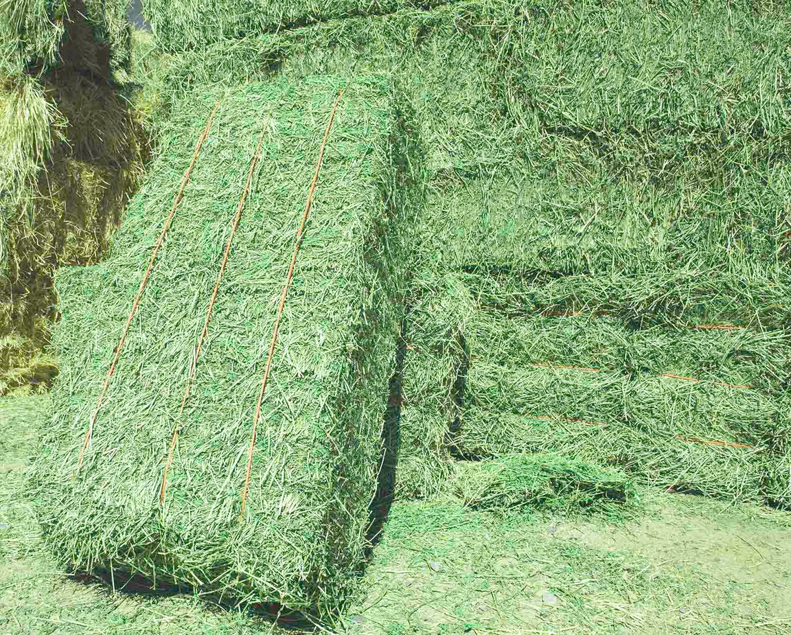 Alfalfa Hay — Conway Feed & Supply